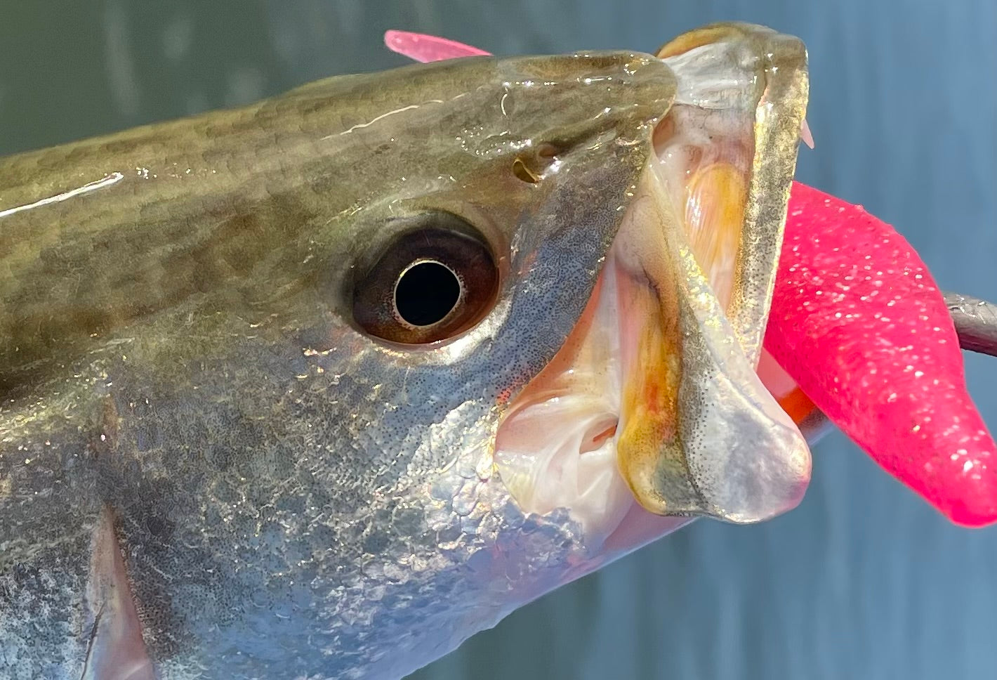 Welcome to SEARIP Custom Baits. Made in the USA.