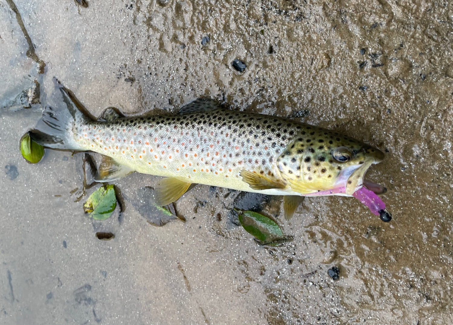 Welcome to SEARIP Custom Baits. Made in the USA.