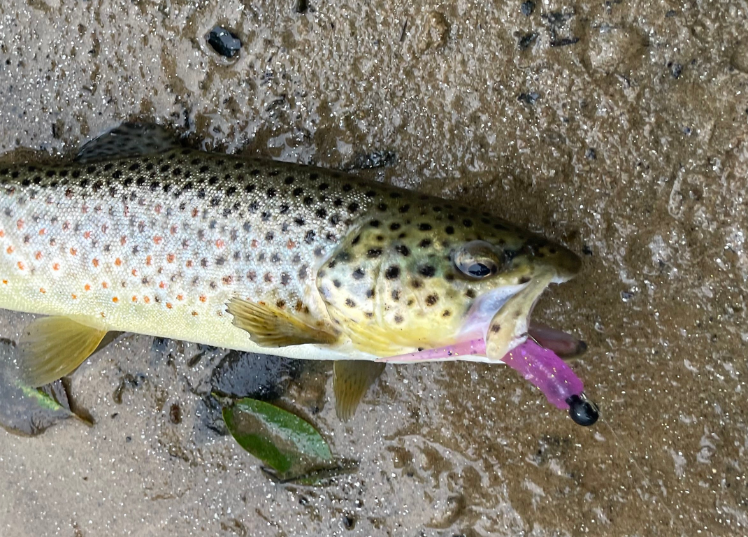 Welcome to SEARIP Custom Baits. Made in the USA.