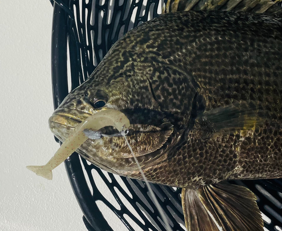 Welcome to SEARIP Custom Baits. Made in the USA.