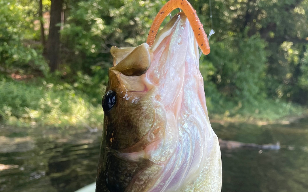 Welcome to SEARIP Custom Baits. Made in the USA.